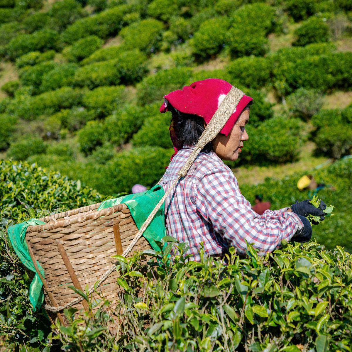 The Spring Bounty Of Darjeeling First Flush Teas – Herbs & Kettles